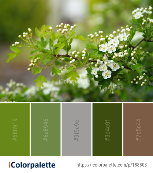 24+ Hawthorn Color Palette ideas in 2026 | iColorPalette