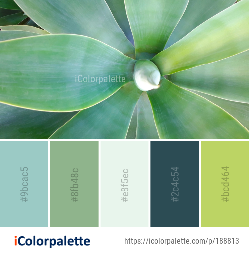 16+ Agave Color Palette ideas in 2025 | iColorPalette