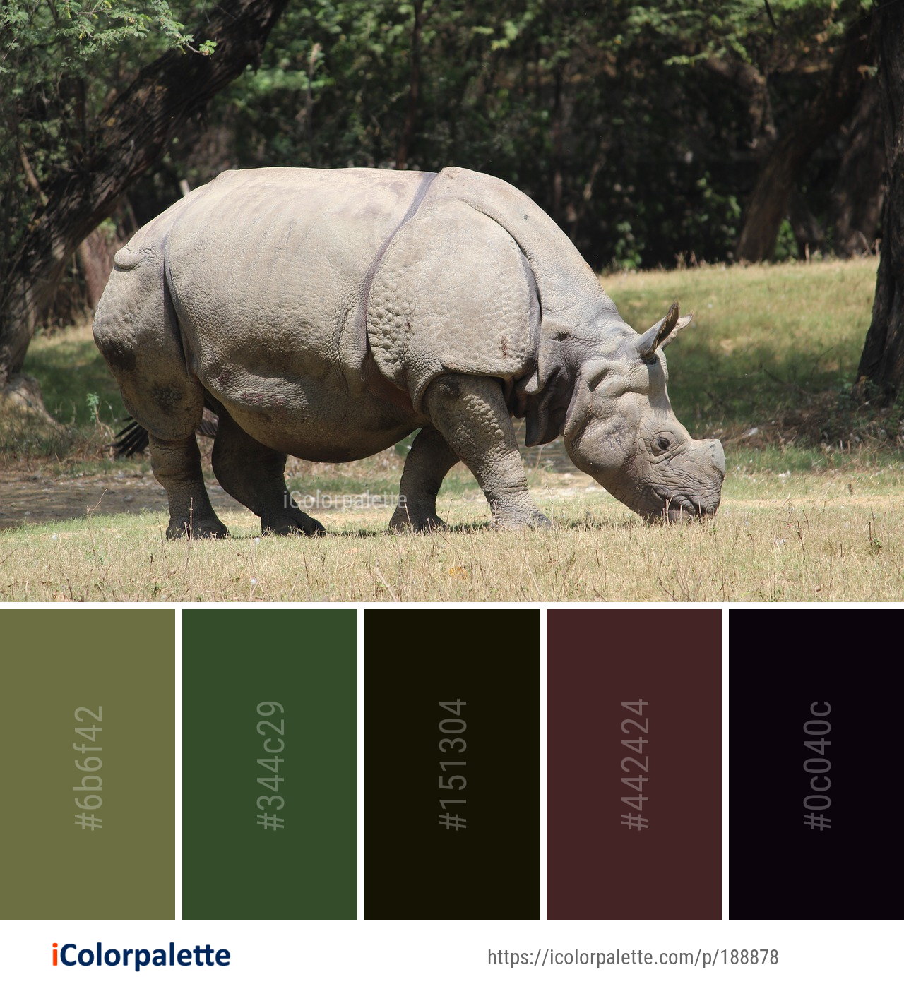 Color Palette Ideas from Rhinoceros Terrestrial Animal Wildlife Image ...