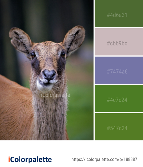 Color Palette Ideas from Wildlife Fauna Deer Image | iColorpalette