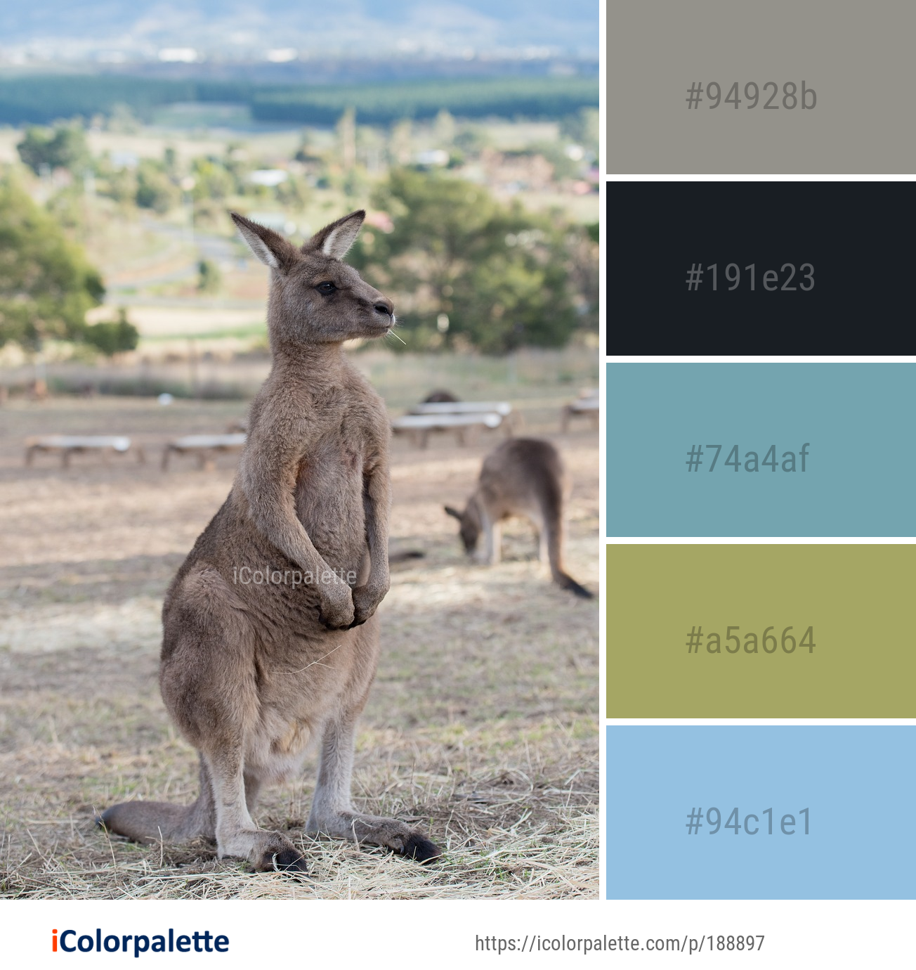 15+ Kangaroo Color Palette ideas in 2025 | iColorPalette