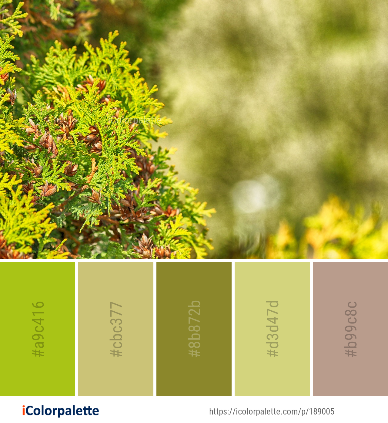 Color Palette Ideas from Vegetation Leaf Tree Image | iColorpalette