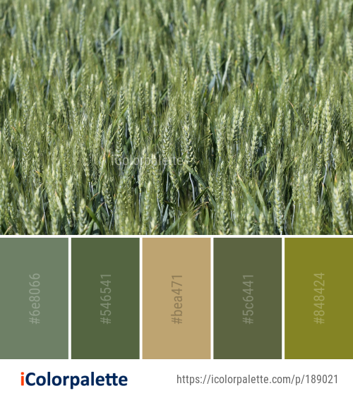 137 Wheat Color Palette ideas in 2025 | iColorpalette