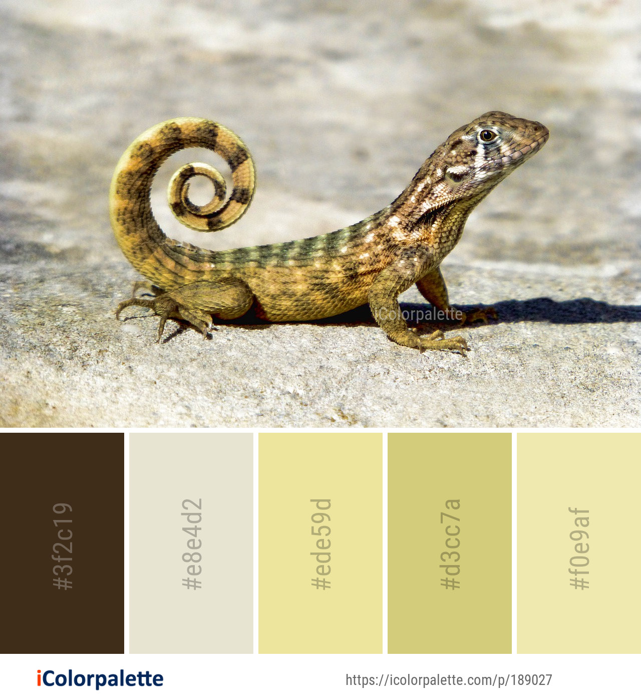 Color Palette Ideas from Reptile Lizard Scaled Image | iColorpalette