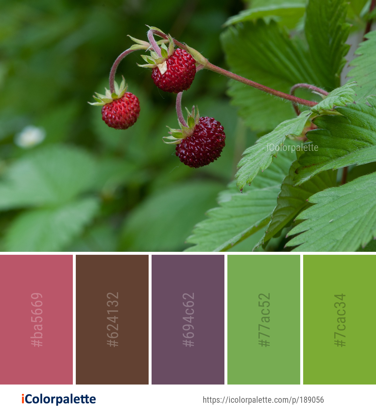 Color Palette Ideas from Strawberries Strawberry West Indian Raspberry ...