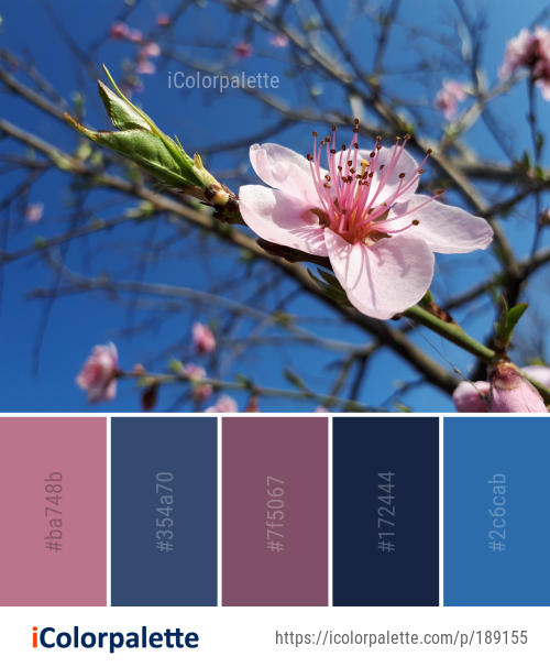 Color Palette Ideas from Blossom Flora Spring Image | iColorpalette