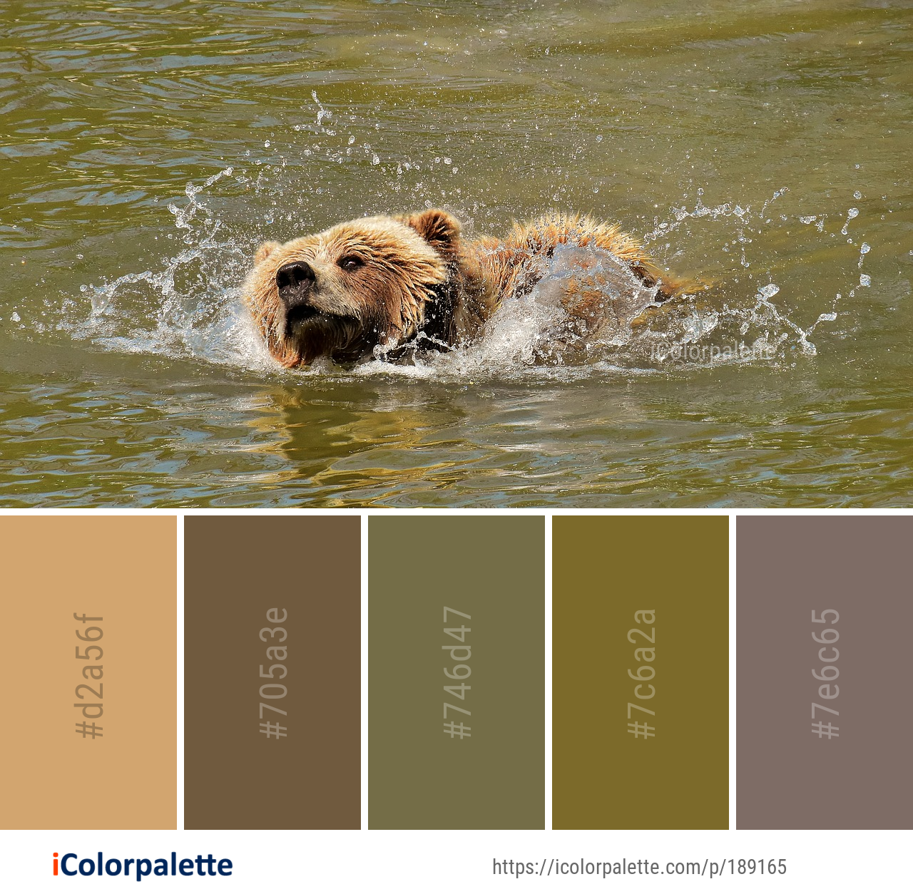 Color Palette Ideas from Water Mammal Grizzly Bear Image | iColorpalette