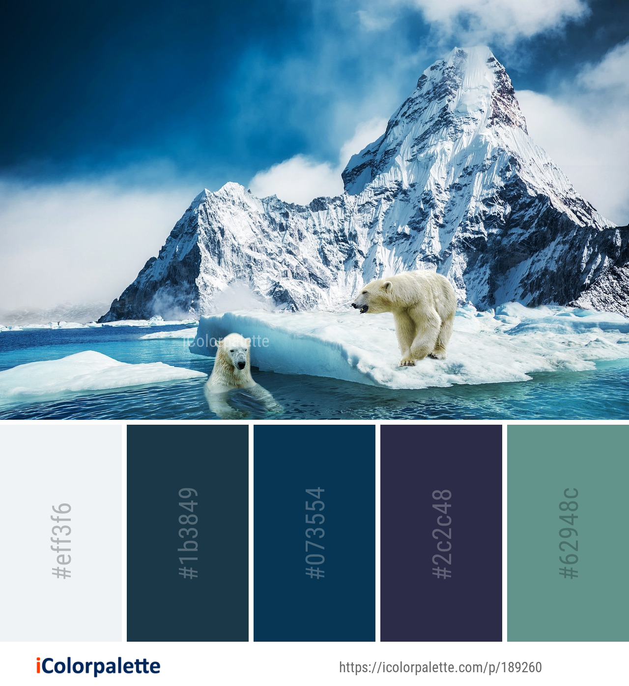 Color Palette Ideas from Polar Bear Arctic Image | iColorpalette