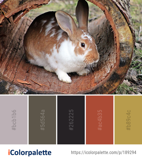 Color Palette Ideas from Fauna Mammal Rabbit Image | iColorpalette