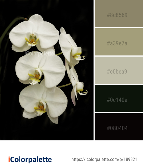 Color Palette Ideas from Flower White Flowering Plant Image | iColorpalette