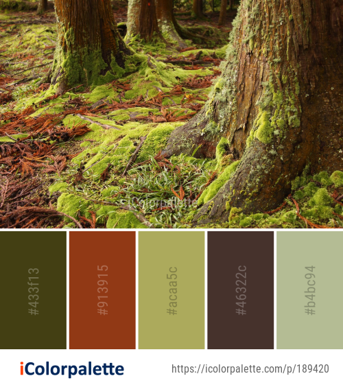 Color Palette Ideas from Nature Ecosystem Tree Image | iColorpalette