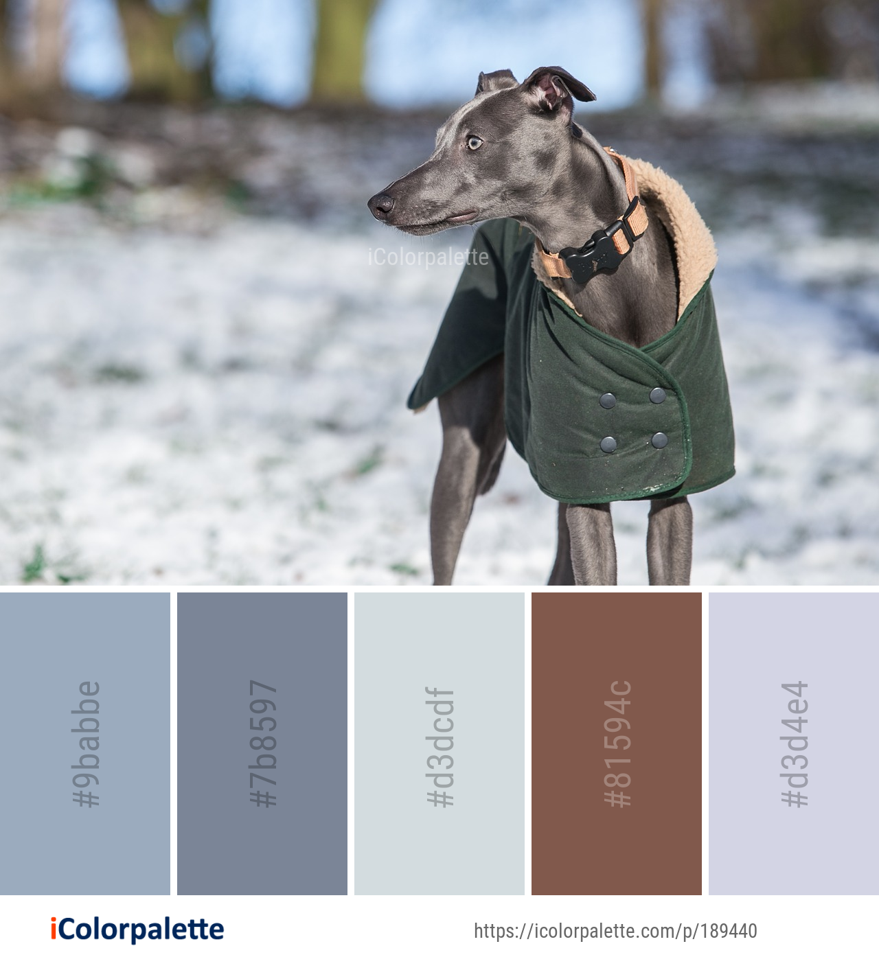 7 Longdog Color Palette ideas in 2025 | iColorpalette
