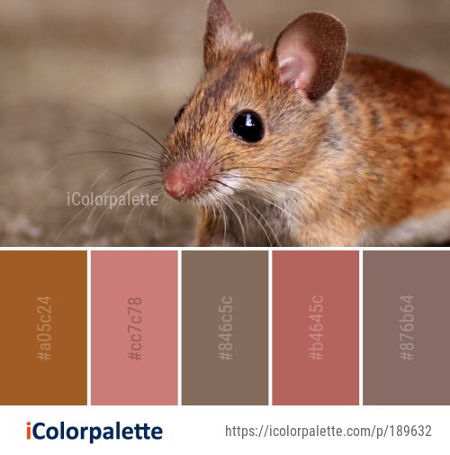 Color Palette Ideas from Mouse Fauna Mammal Image | iColorpalette