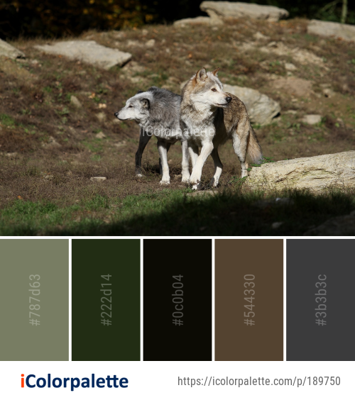74+ Wolf Color Palette ideas in 2025 | iColorPalette