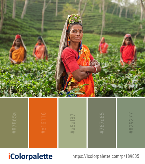 Color Palette Ideas from People Tribe Plant Image | iColorpalette