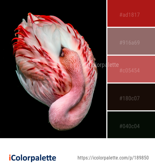 Color Palette Ideas from Pink Vertebrate Flamingo Image | iColorPalette