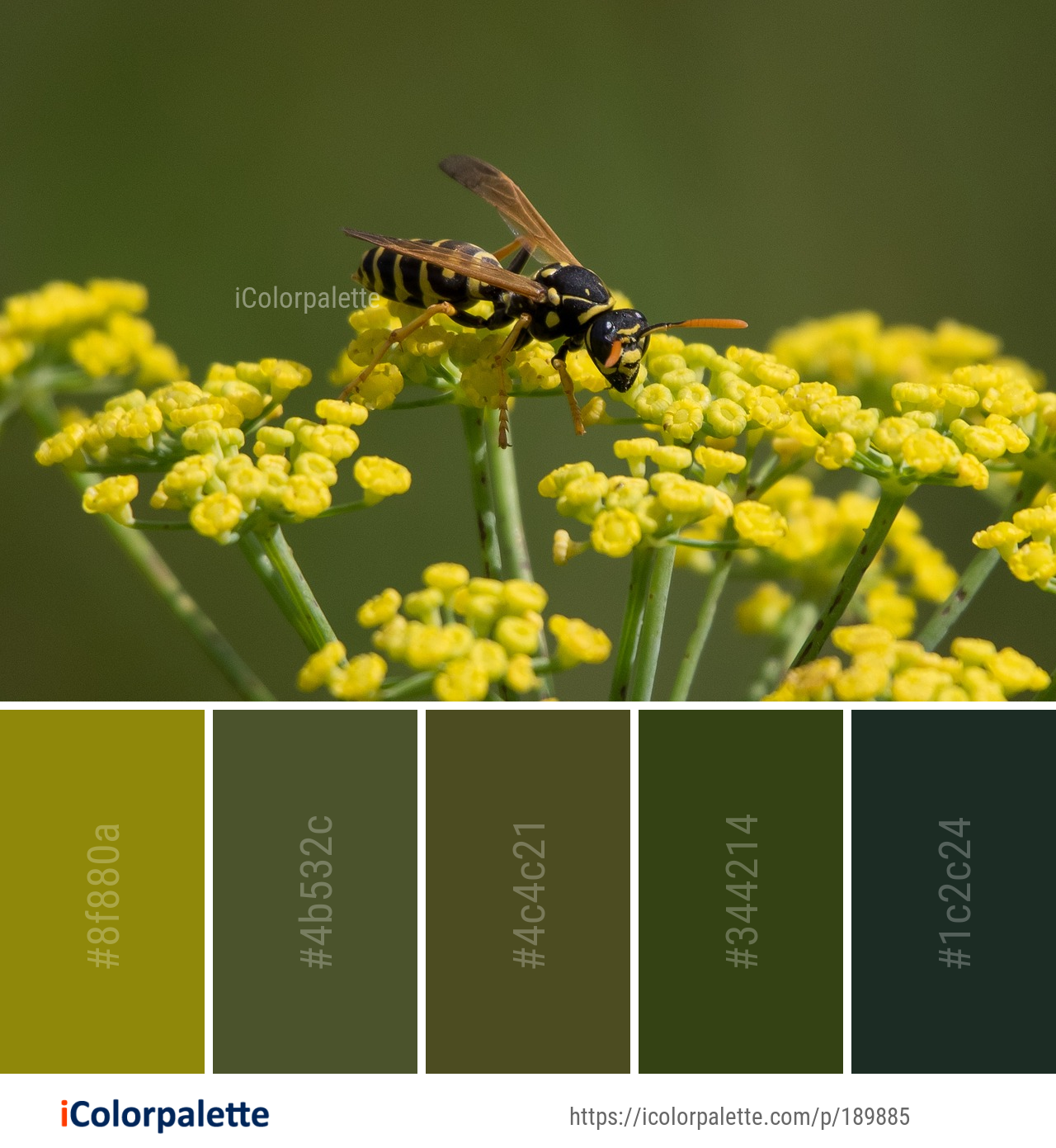 Color Palette Ideas from Insect Wasp Macro Photography Image ...