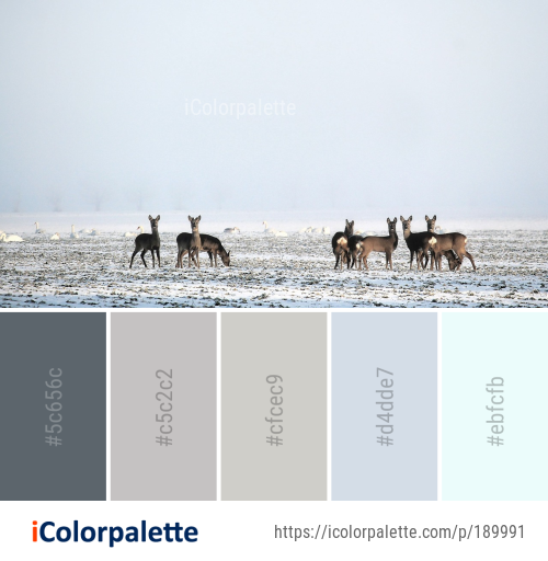 Color Palette Ideas from Wildlife Fauna Snow Image | iColorpalette