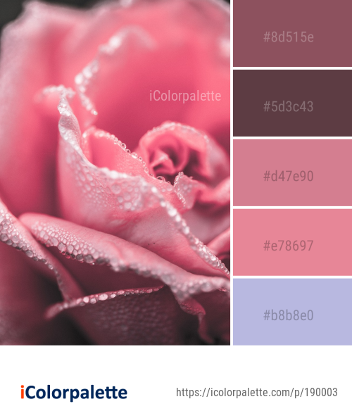 Color Palette Ideas from Flower Pink Rose Image | iColorpalette