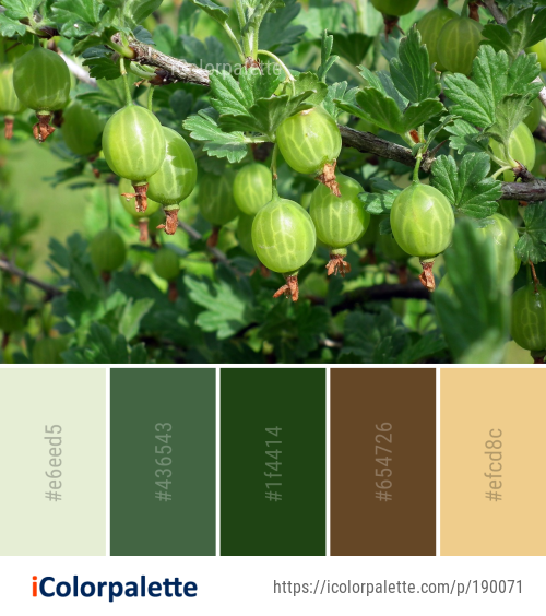 11+ Gooseberry Color Palette ideas in 2025 | iColorPalette