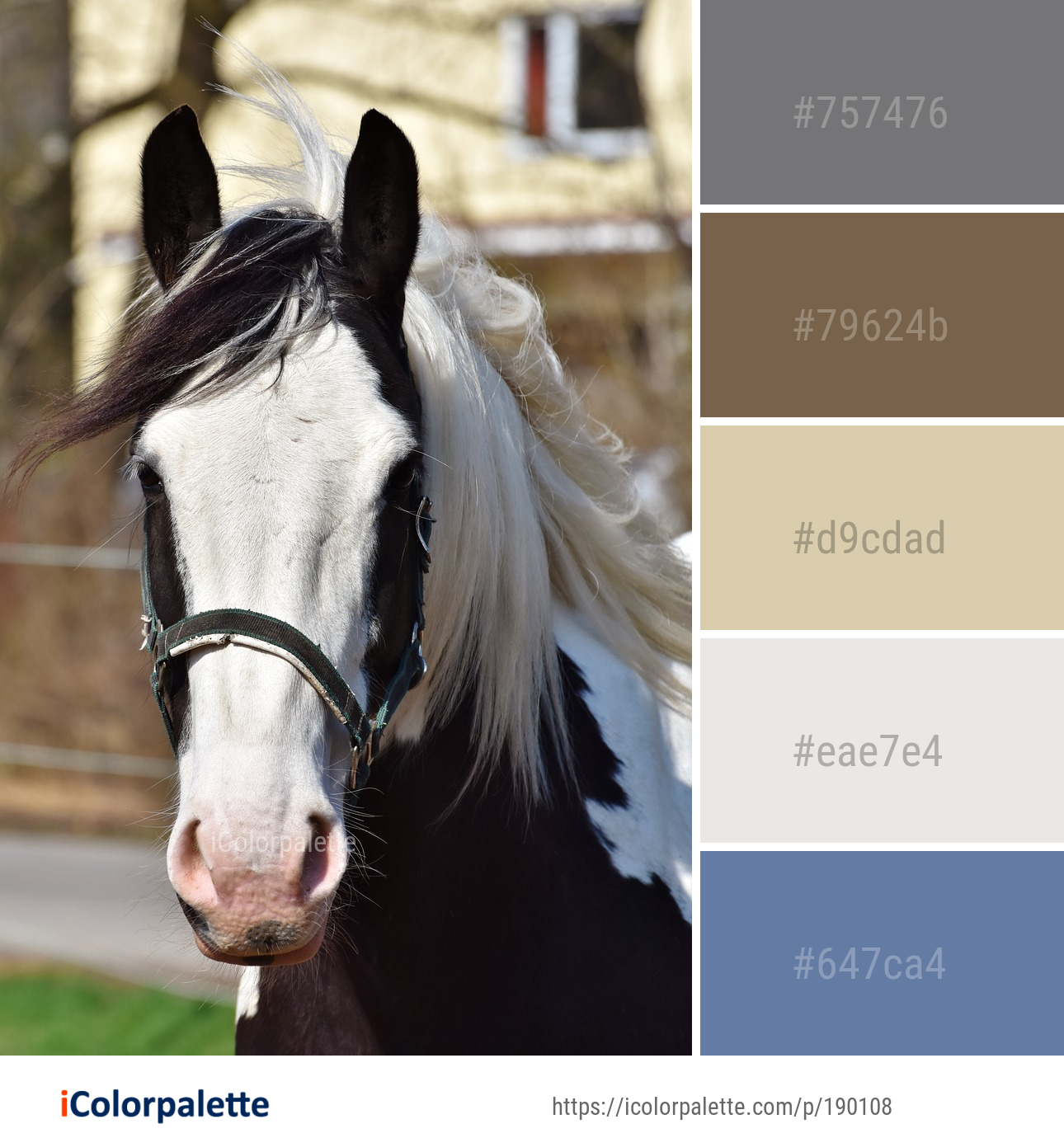 Color Palette Ideas from Horse Bridle Tack Image | iColorpalette