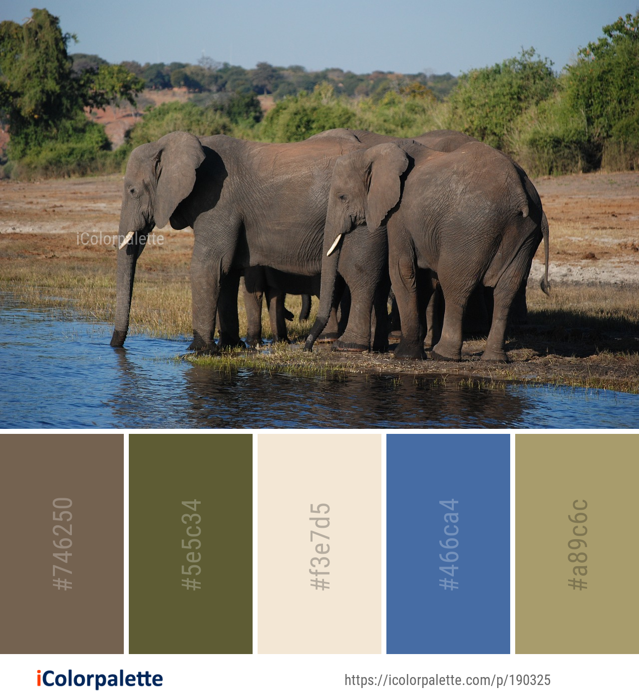 Color Palette Ideas from Elephant Elephants And Mammoths Wildlife Image ...