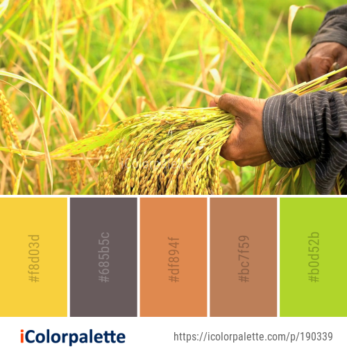 Color Palette Ideas from Agriculture Crop Field Image | iColorpalette