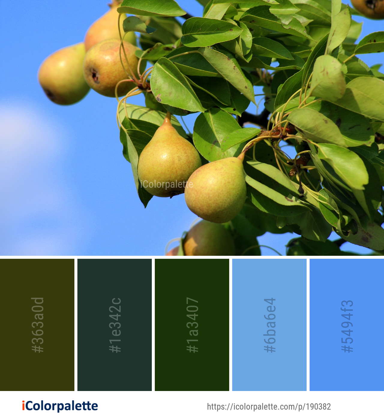 Color Palette Ideas from Fruit Tree Pear Image | iColorpalette