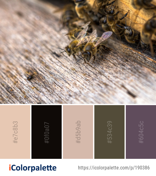 Color Palette Ideas from Bee Insect Honey Image | iColorpalette