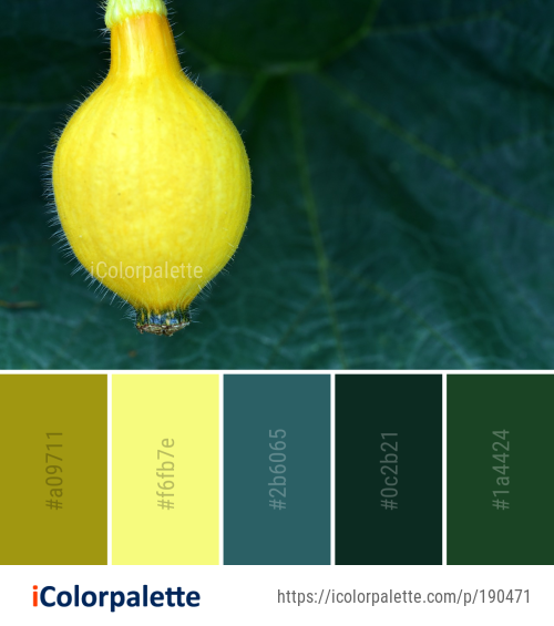 14 Squash Color Palette ideas in 2025 | iColorpalette
