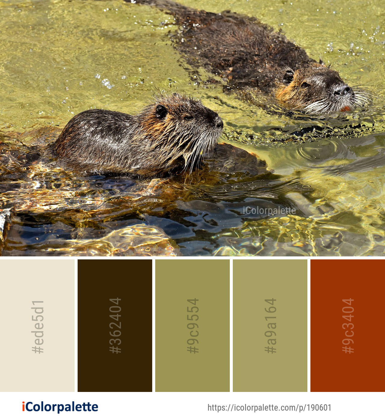 Color Palette Ideas from Fauna Mammal Beaver Image | iColorpalette