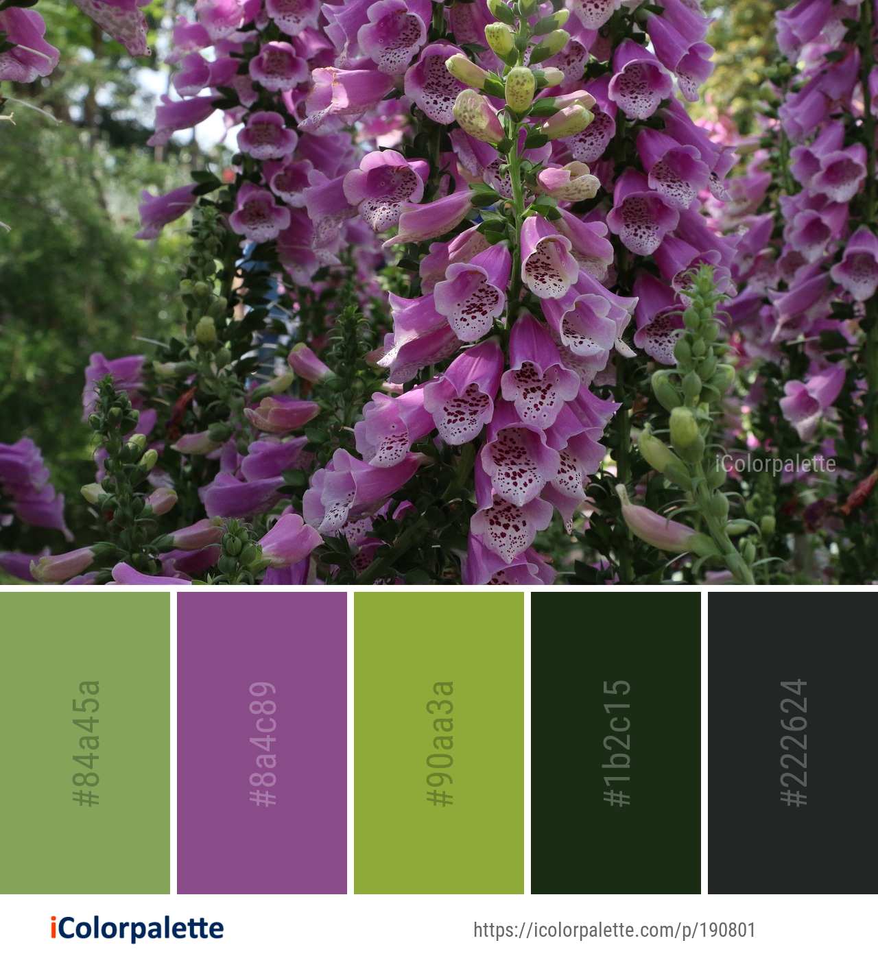 Color Palette Ideas from Flower Plant Digitalis Image | iColorPalette