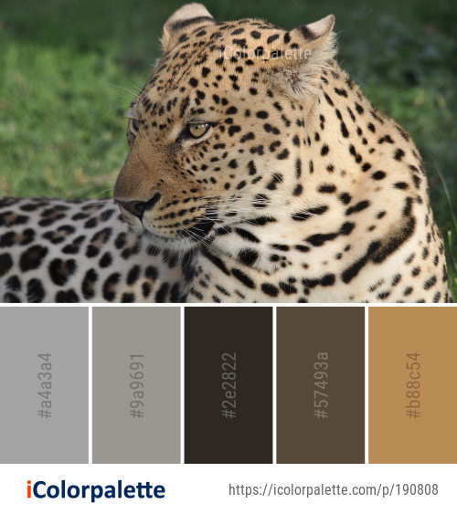 Color Palette Ideas from Leopard Wildlife Terrestrial Animal Image ...