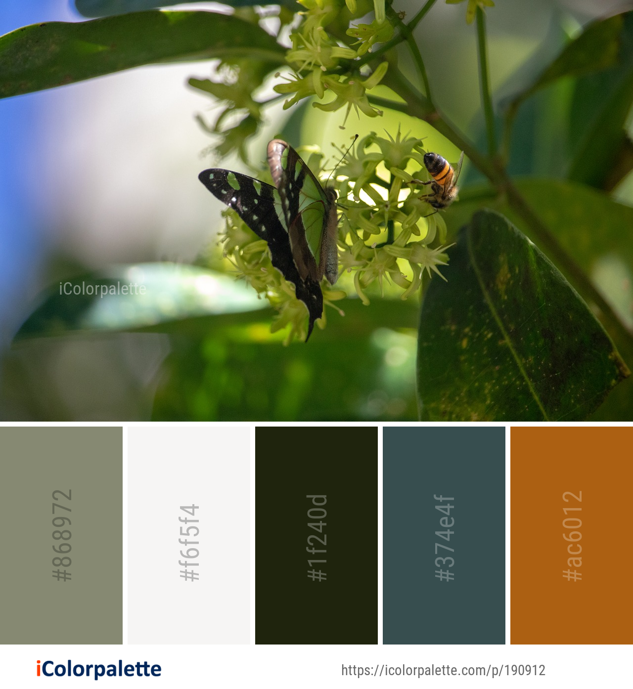 Color Palette Ideas from Insect Flora Pollinator Image | iColorpalette