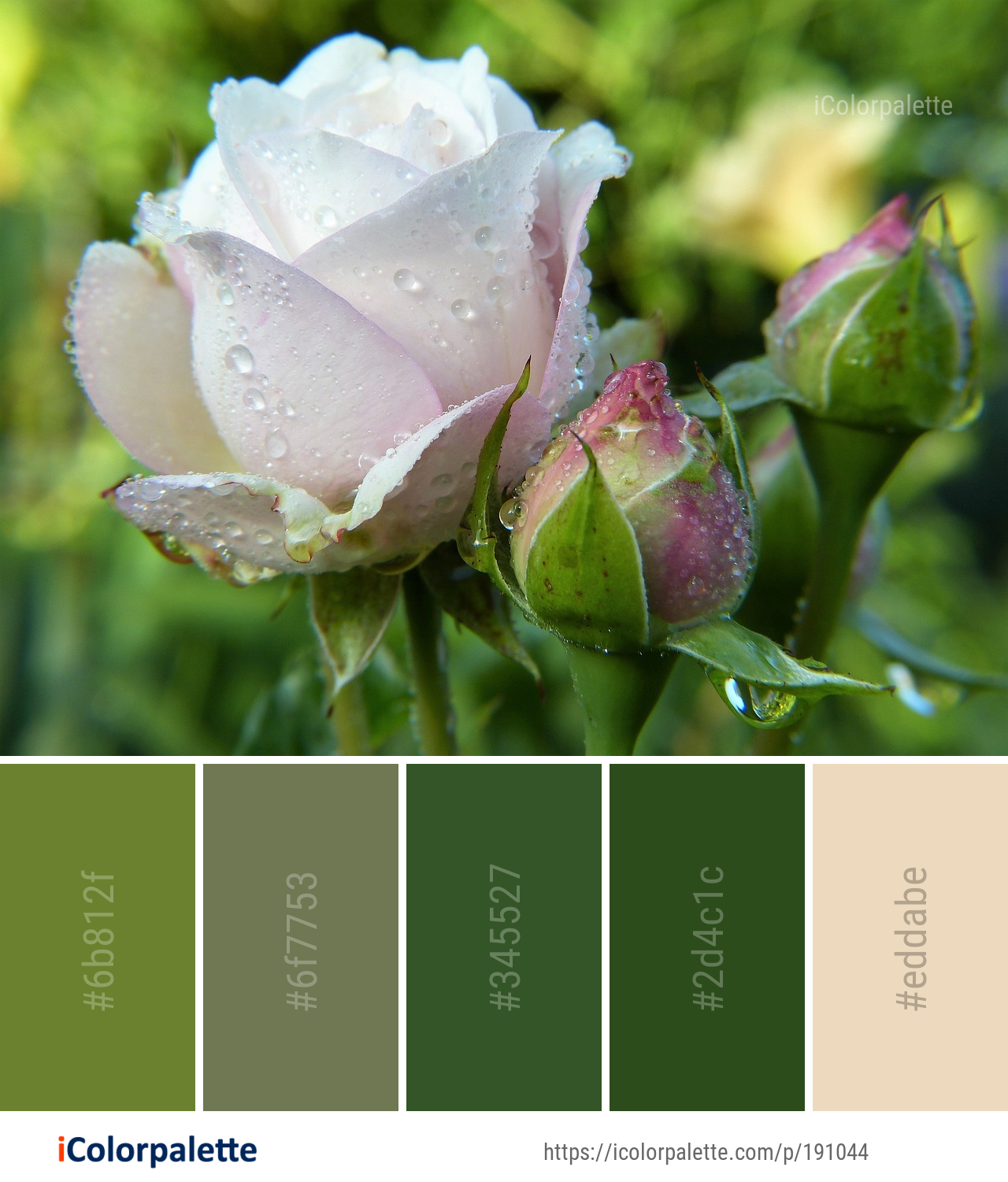 Color Palette Ideas from Flower Rose Family Image | iColorpalette