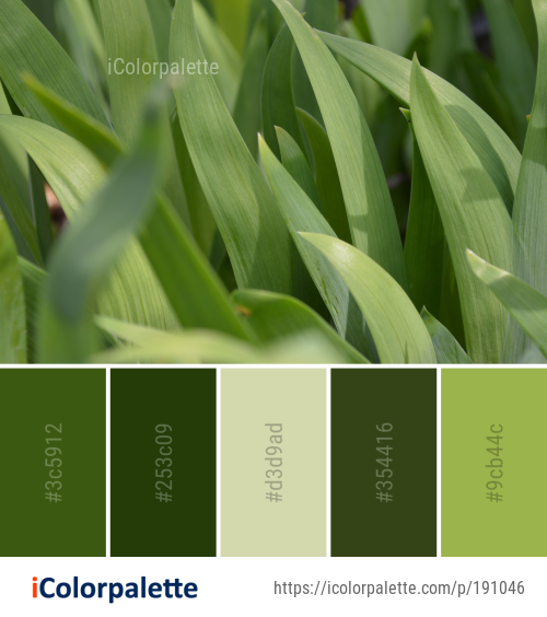 Color Palette Ideas from Plant Grass Leaf Image | iColorpalette