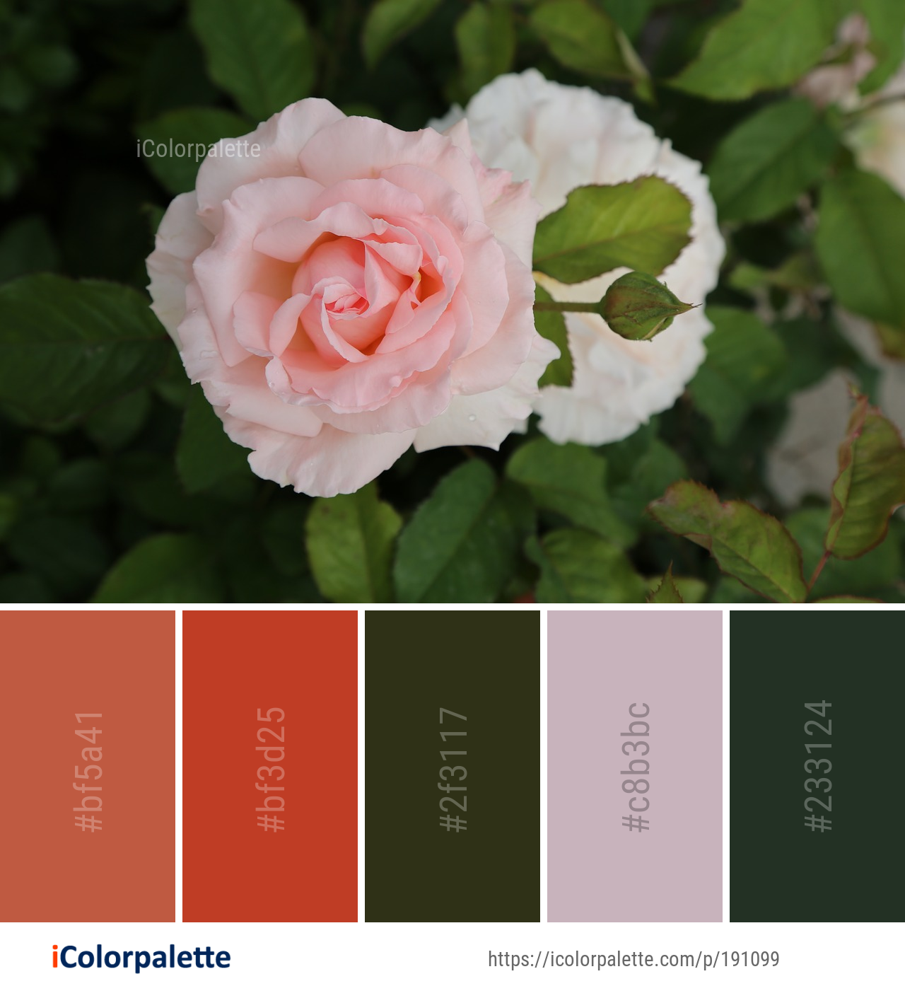 Color Palette Ideas from Rose Flower Family Image | iColorpalette