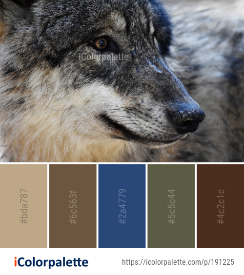 Color Palette Ideas from Mammal Wildlife Fauna Image | iColorpalette