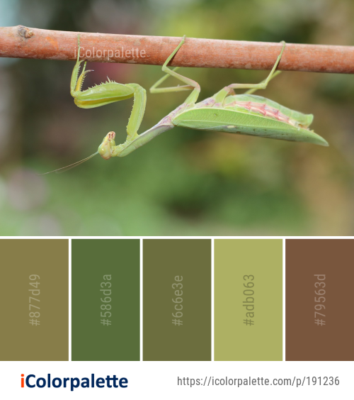 Color Palette Ideas from Insect Mantis Invertebrate Image | iColorpalette
