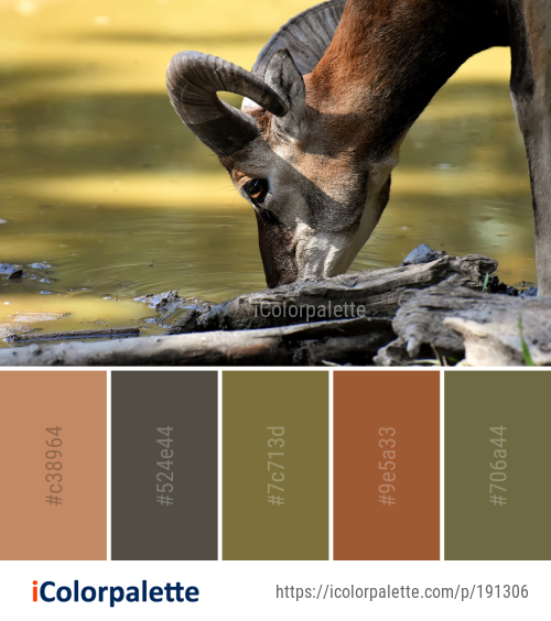 Color Palette Ideas from Wildlife Fauna Snout Image | iColorpalette