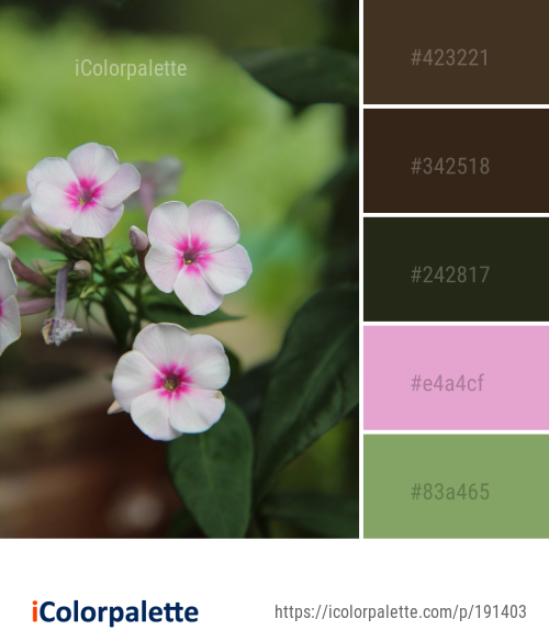 Color Palette Ideas from Flower Plant Pink Image | iColorpalette