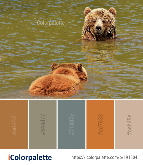 Color Palette Ideas from Brown Bear Grizzly Mammal Image | iColorpalette