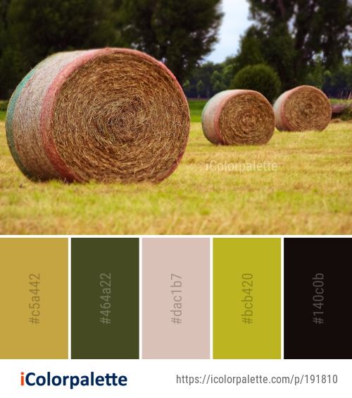Color Palette Ideas from Hay Grass Field Image | iColorpalette