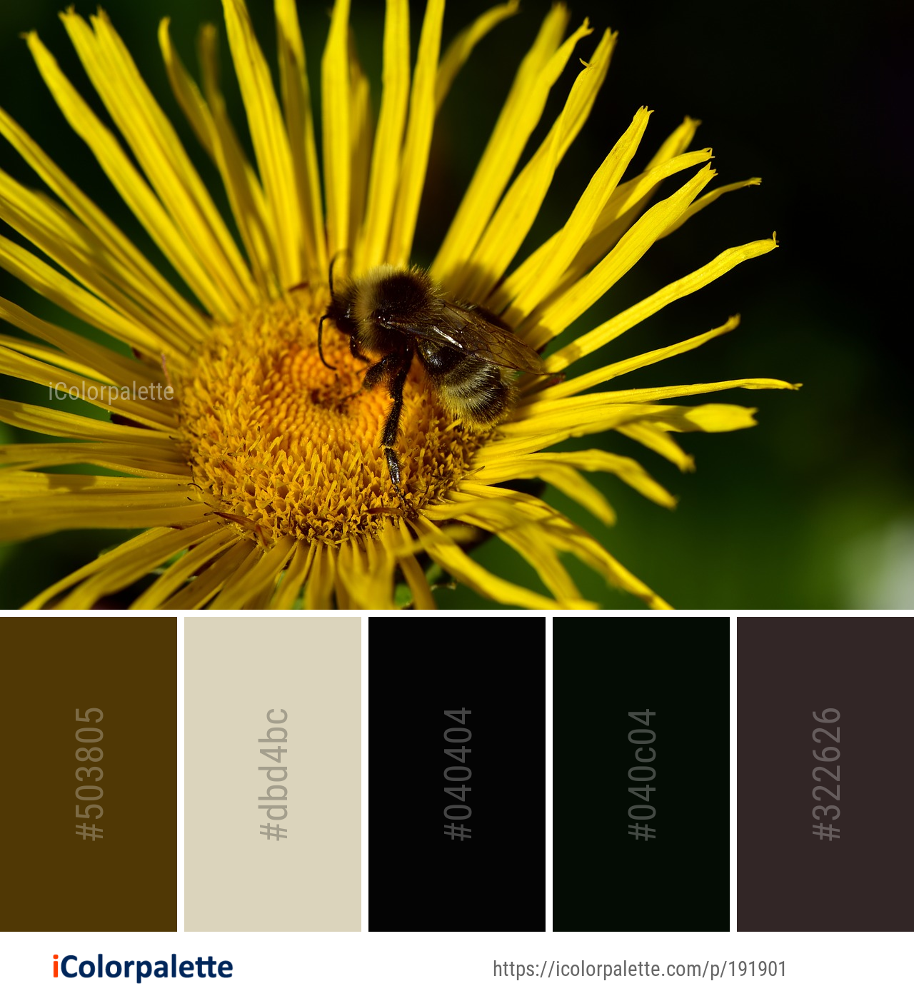 Color Palette Ideas from Honey Bee Yellow Image | iColorpalette