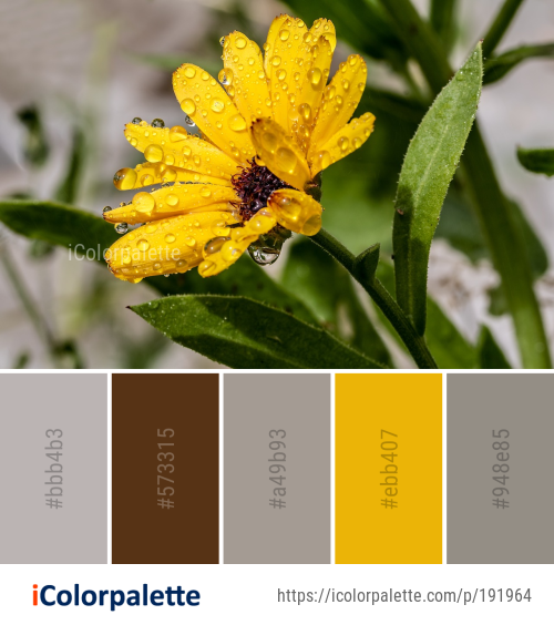 Color Palette Ideas from Flower Yellow Flora Image | iColorpalette