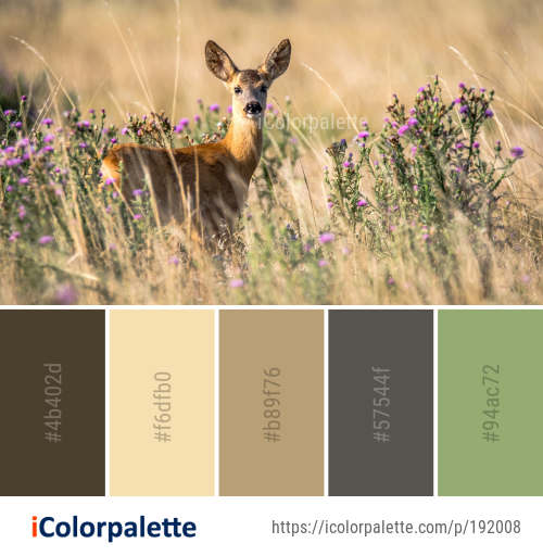 Color Palette Ideas from Wildlife Deer Mammal Image | iColorpalette