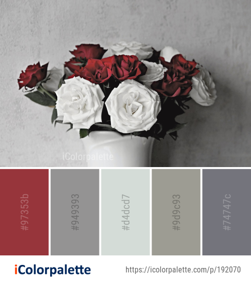 Color Palette Ideas from Flower Rose White Image | iColorpalette