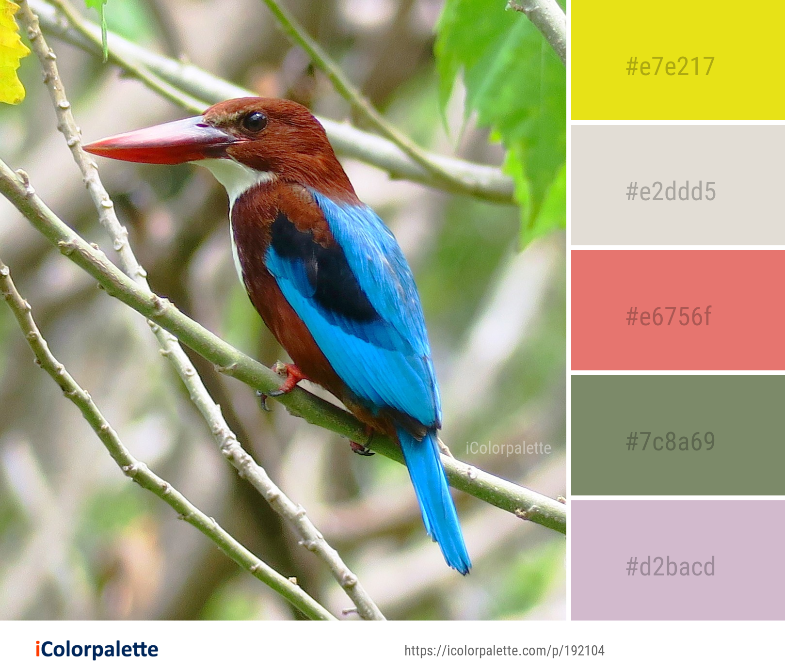 Color Palette Ideas from Bird Beak Fauna Image | iColorpalette