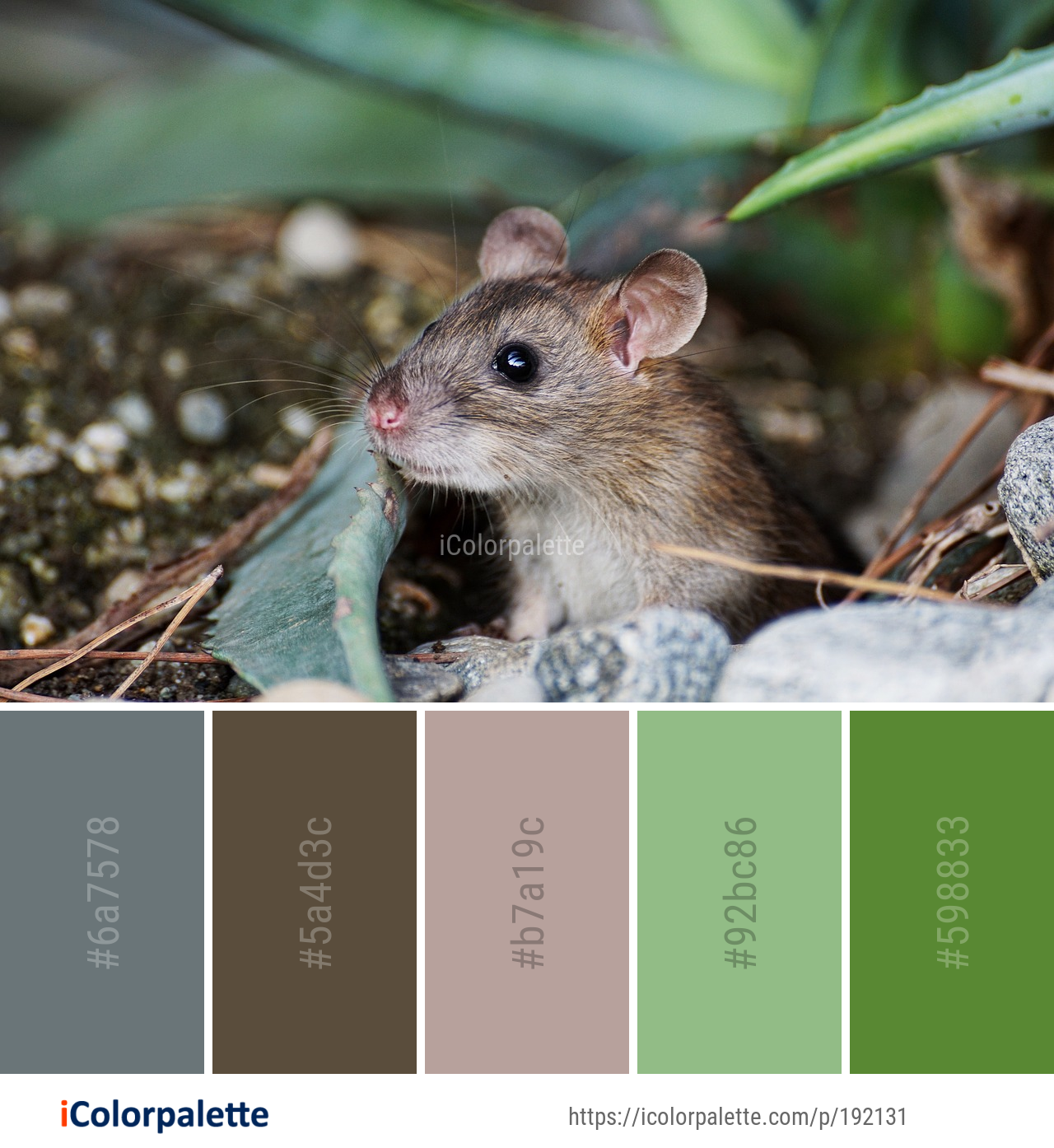Color Palette Ideas from Mouse Fauna Muridae Image | iColorpalette