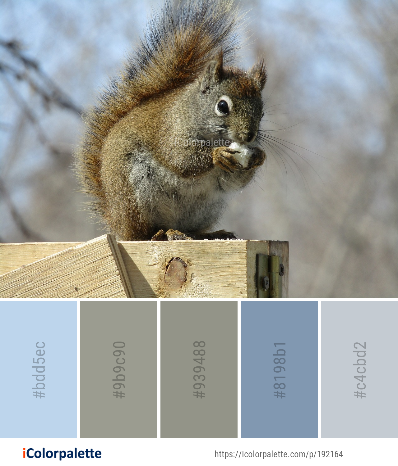 Color Palette Ideas from Squirrel Fauna Mammal Image | iColorpalette